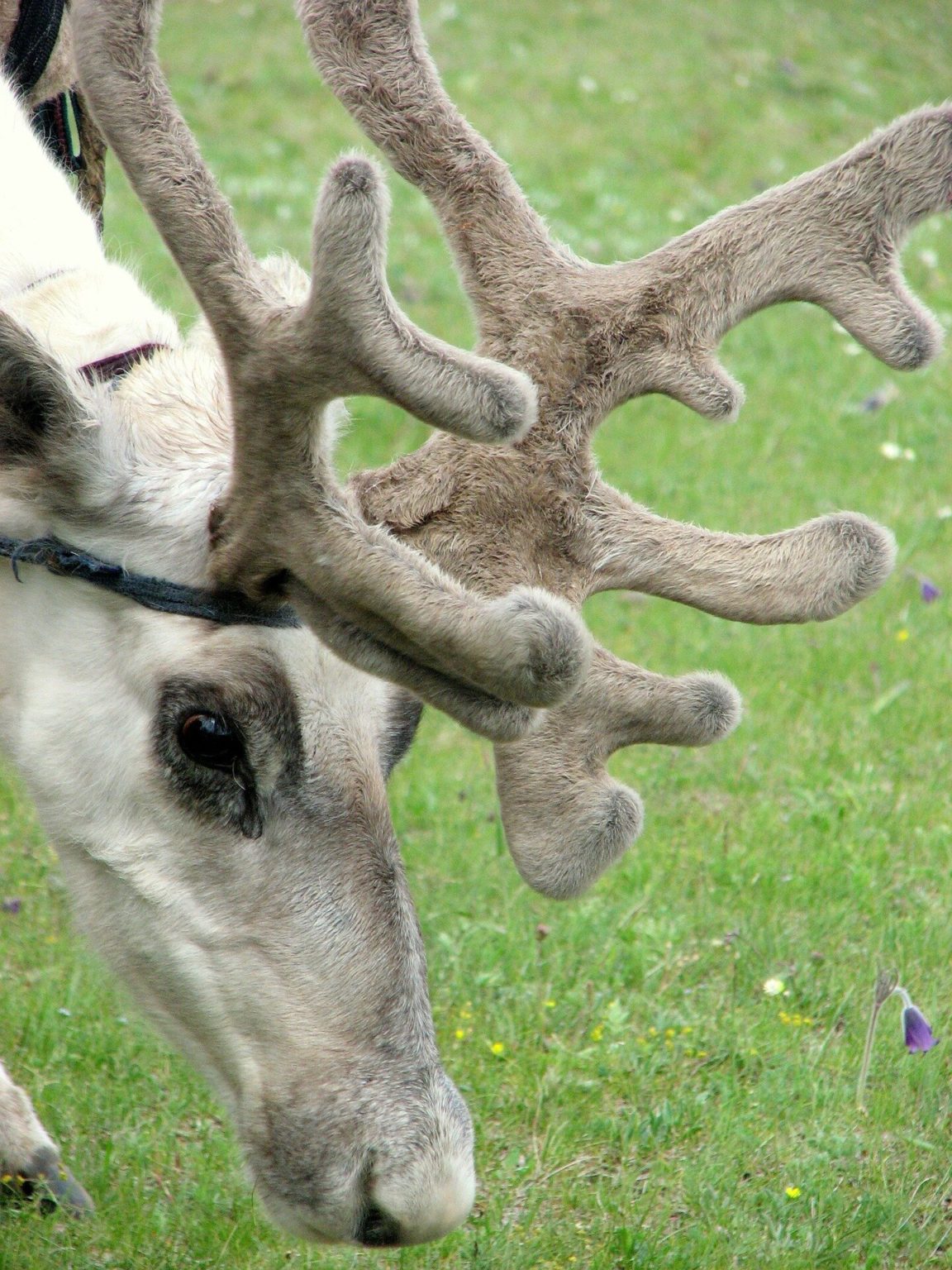 Meeting Santa's reindeer in France in the Jura